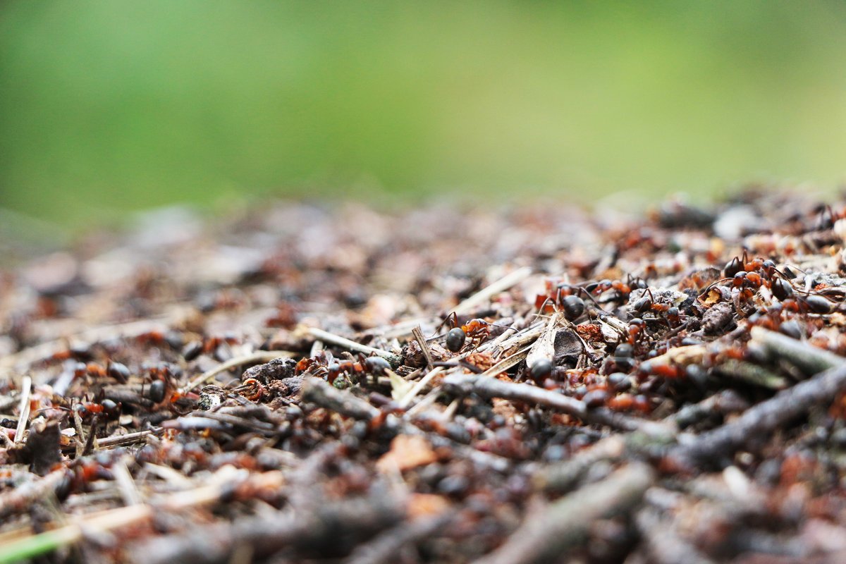 Ant mounds are more important for biodiversity than previously thought